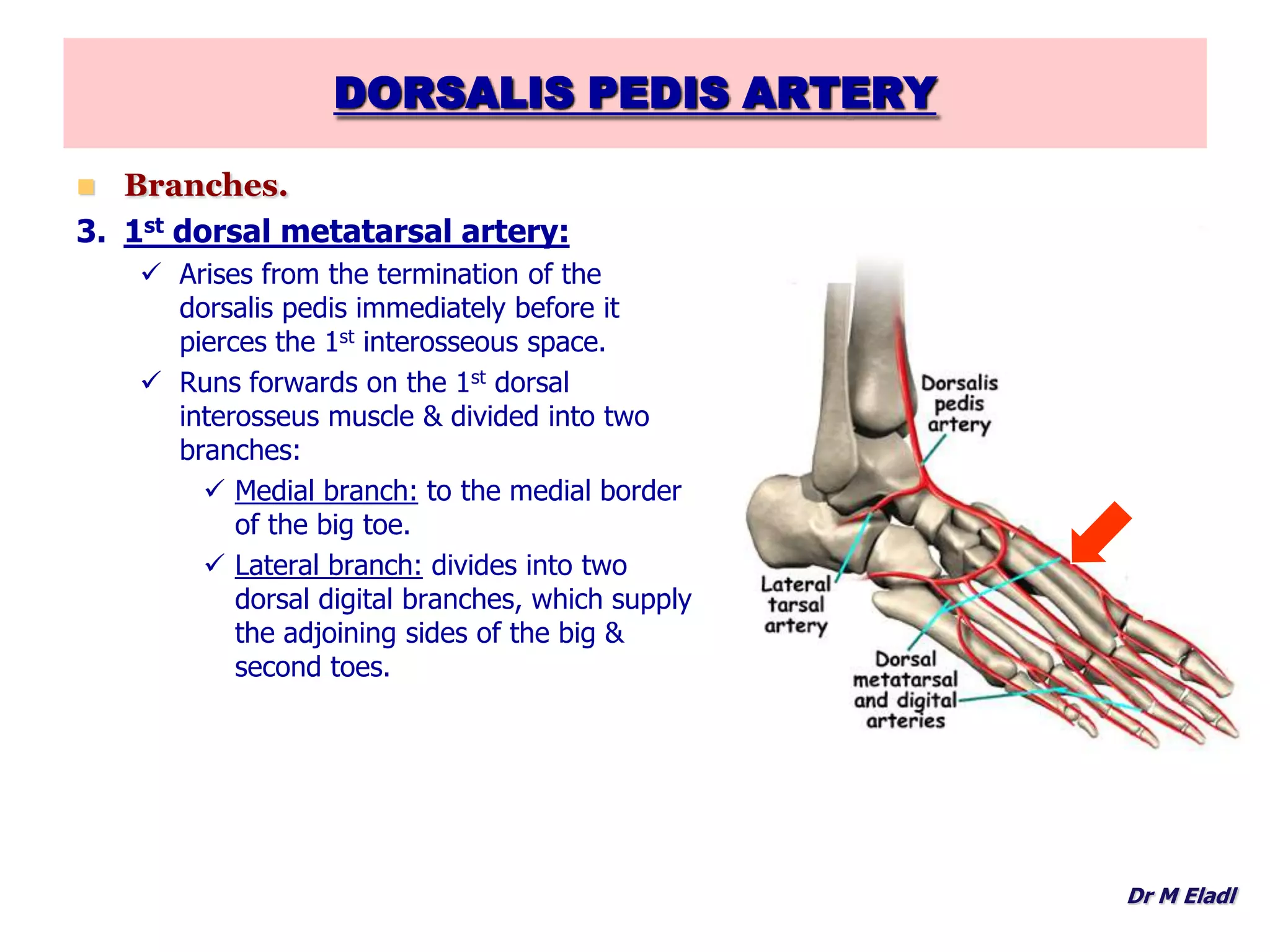 Anatomy of the foot | PPTX