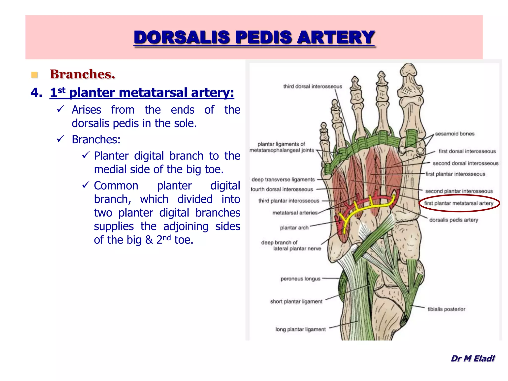 Anatomy of the foot | PPTX