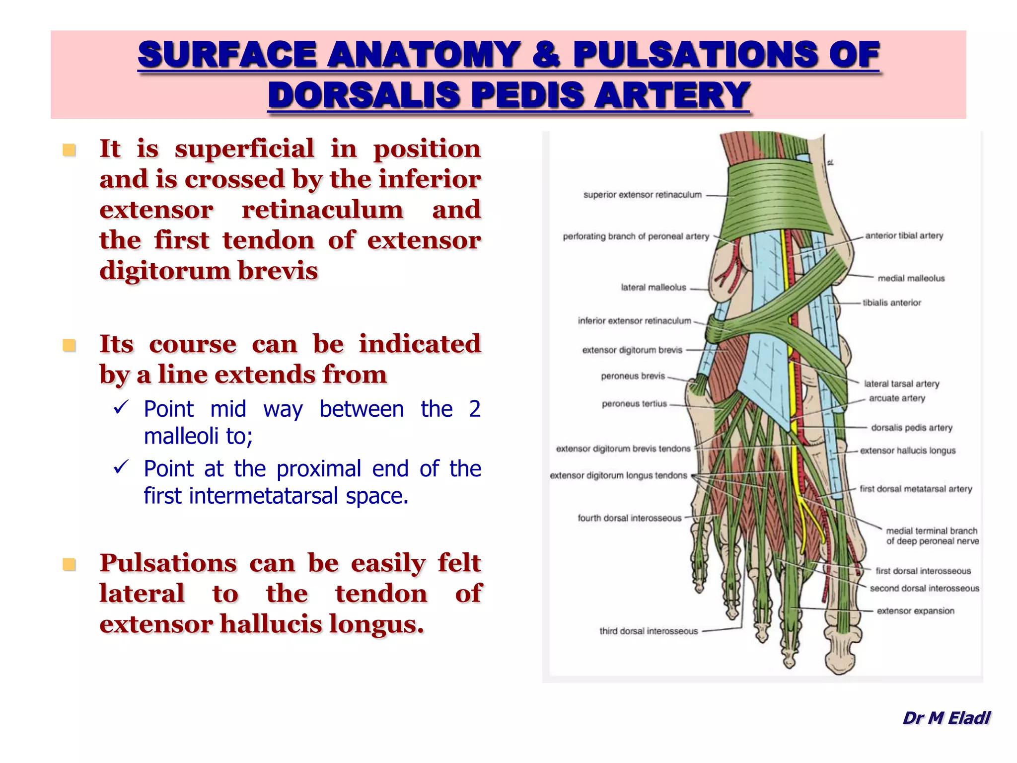 Anatomy of the foot | PPTX