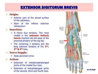 Anatomy of the foot | PPTX