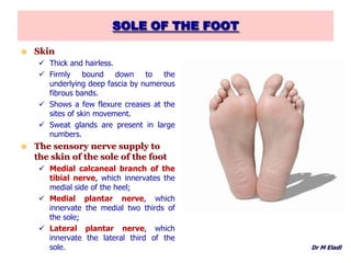 Anatomy of the foot | PPTX
