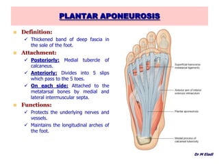 Anatomy of the foot | PPTX