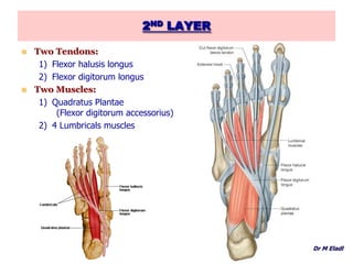 Anatomy of the foot | PPTX