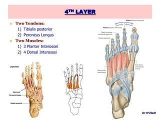 Anatomy of the foot | PPTX