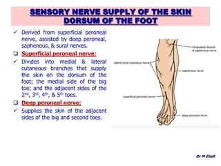 Anatomy of the foot | PPTX