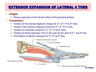 Anatomy of the foot | PPTX