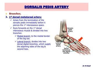Anatomy of the foot | PPTX