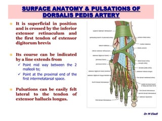 Anatomy of the foot | PPTX