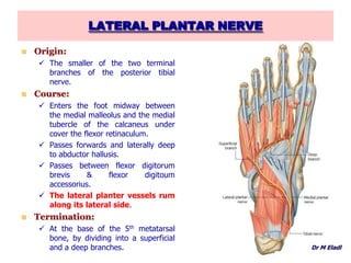 Medial Plantar Nerve