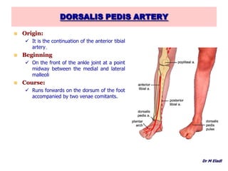 Dorsalis Pedis Artery
