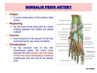 Anatomy of the foot | PPT