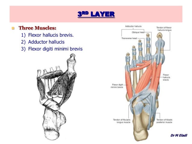 Anatomy of the foot