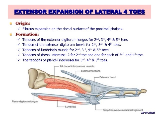 Anatomy of the foot
