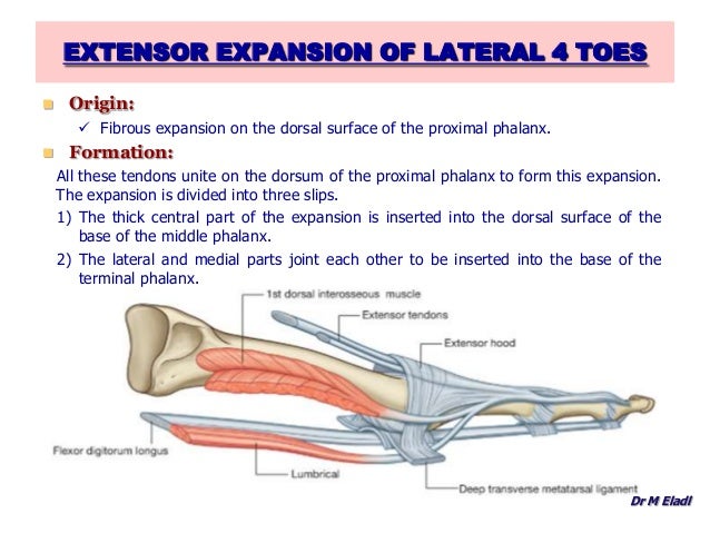 Anatomy of the foot