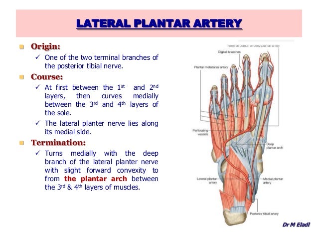Lateral Plantar Vein