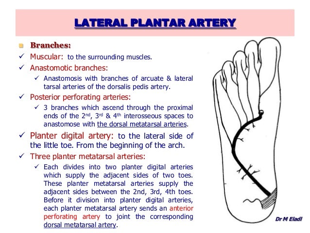 Anatomy of the foot