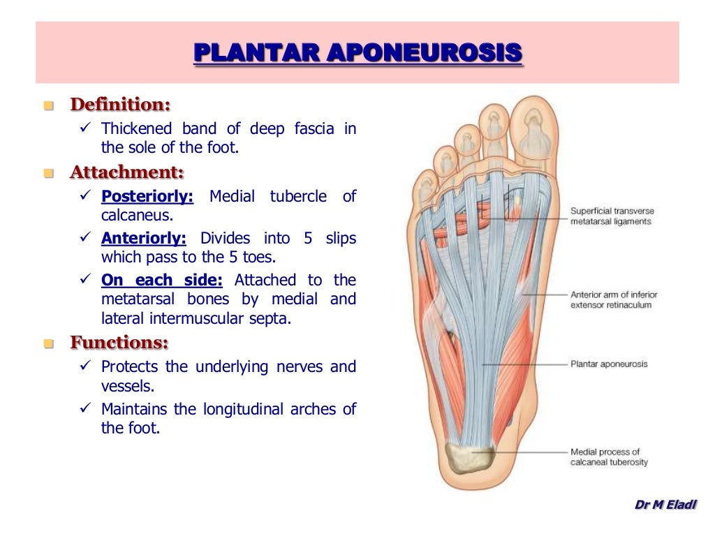 Plantar Foot Anatomy Layers at Virginia Corns blog