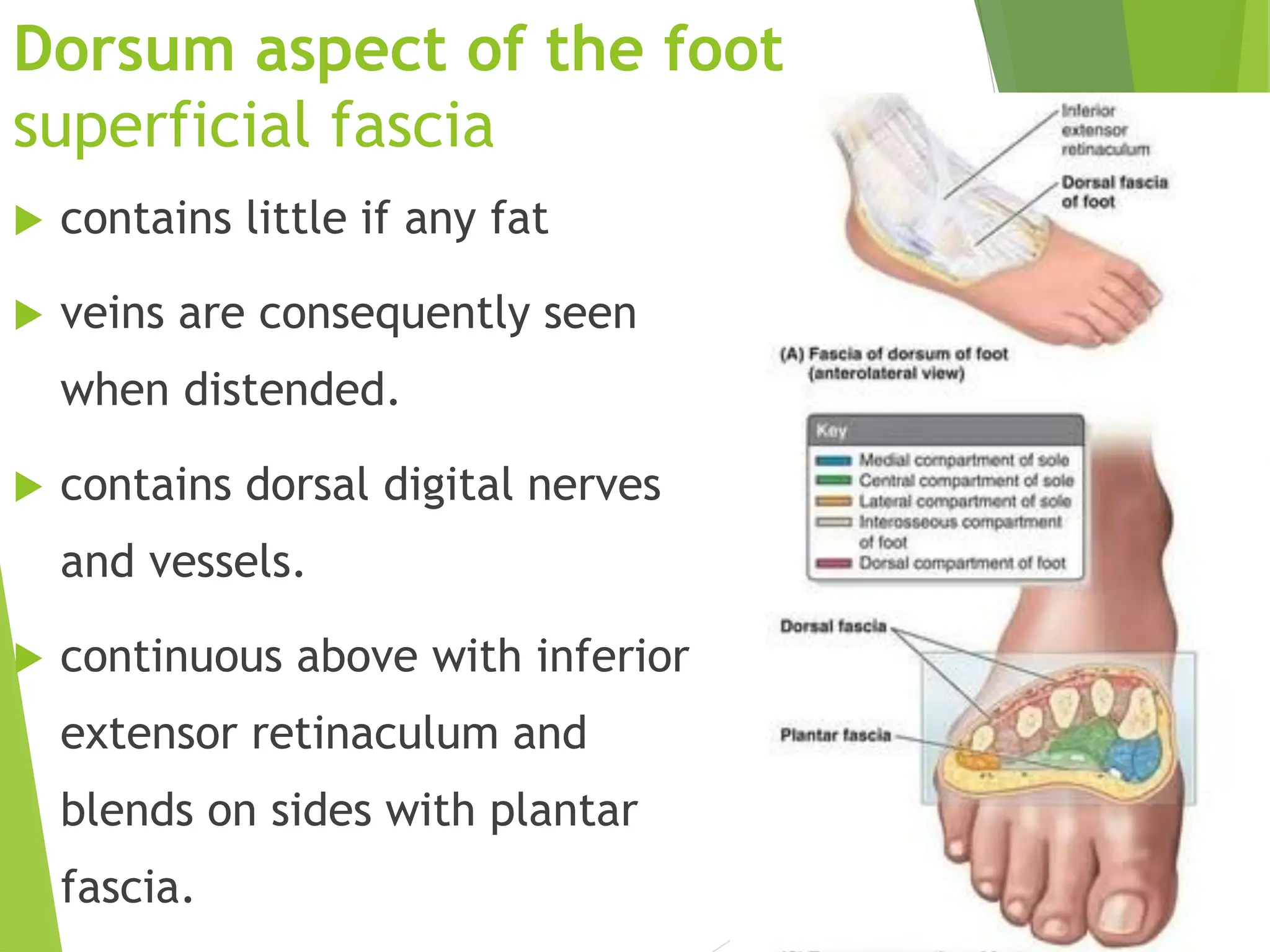 ANATOMY OF THE FOOT AND ARCHES OF THE FOOT | PDF