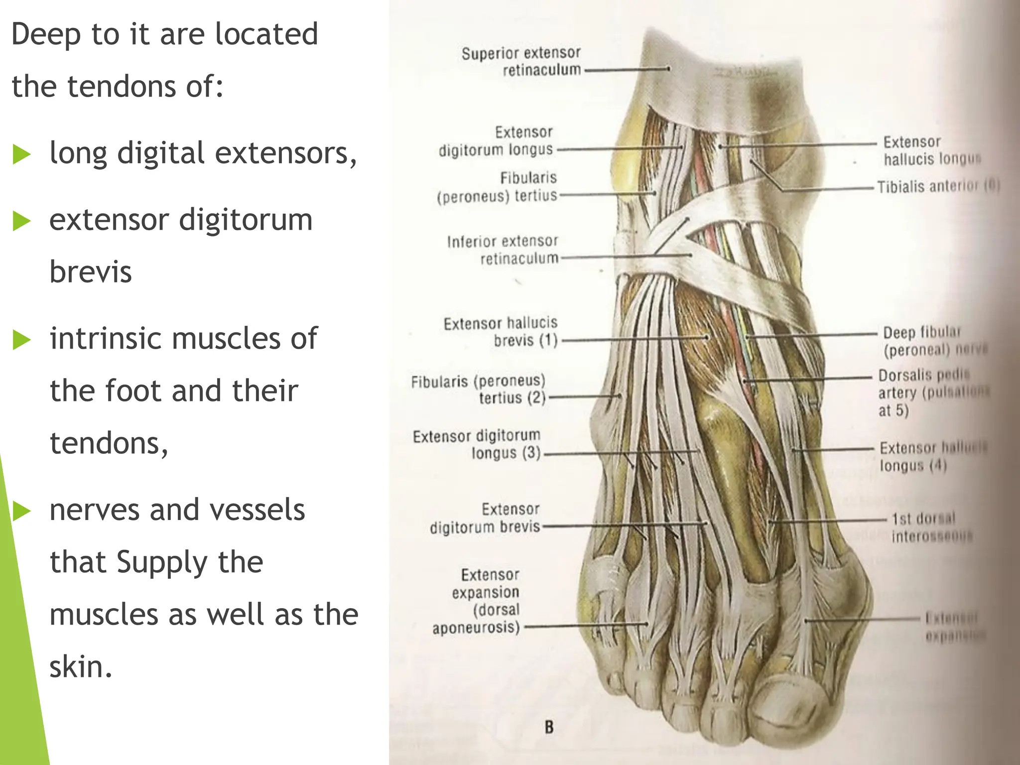 ANATOMY OF THE FOOT AND ARCHES OF THE FOOT | PDF