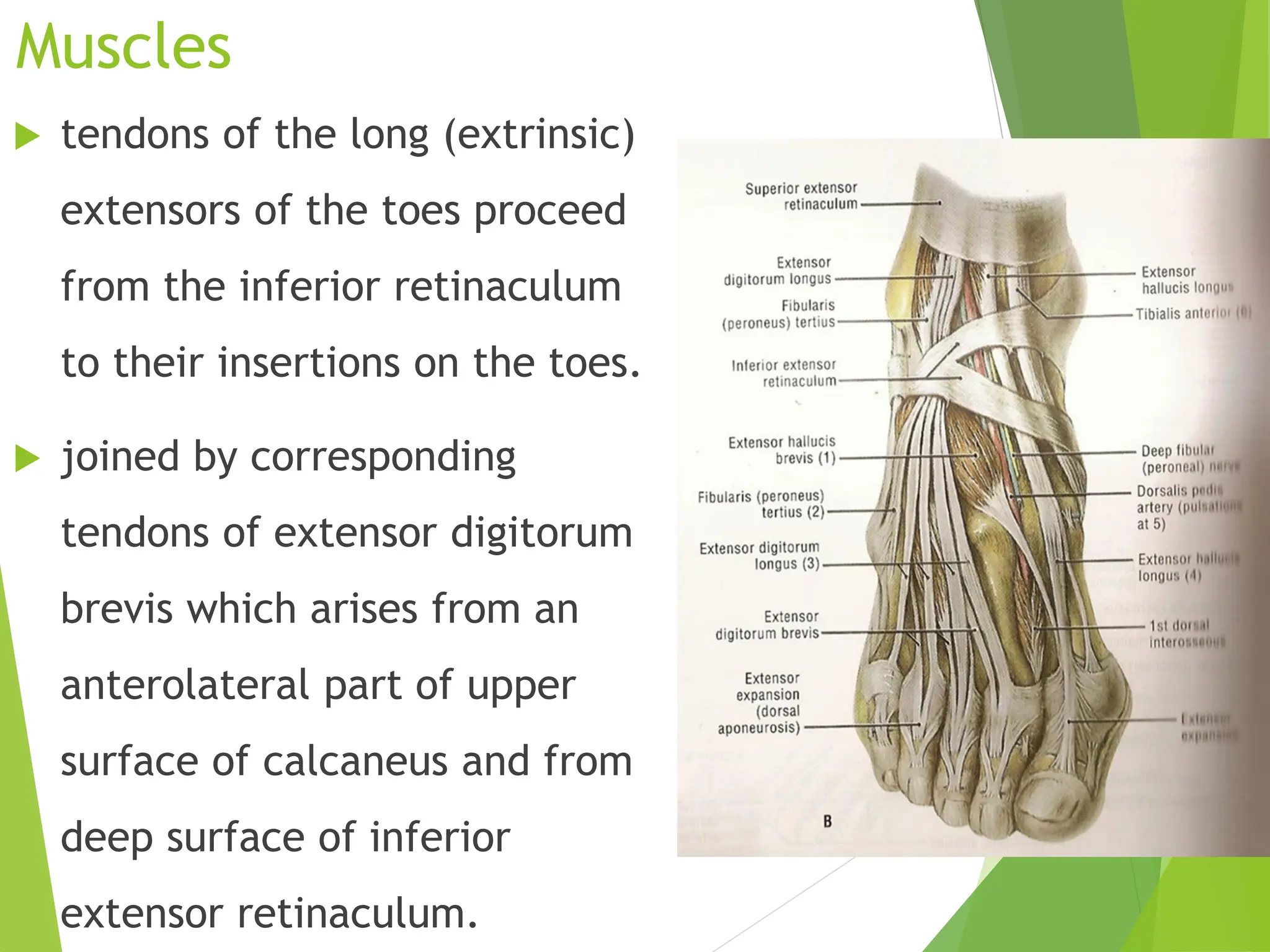 ANATOMY OF THE FOOT AND ARCHES OF THE FOOT | PDF