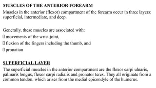 ANATOMY OF THE FOREARM a relevant insight | PDF