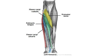 ANATOMY OF THE FOREARM a relevant insight | PDF
