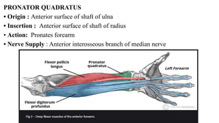 ANATOMY OF THE FOREARM a relevant insight | PDF