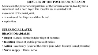 ANATOMY OF THE FOREARM a relevant insight | PDF