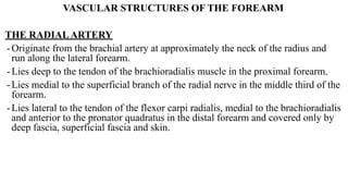 ANATOMY OF THE FOREARM a relevant insight | PDF