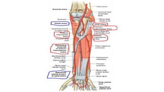 ANATOMY OF THE FOREARM a relevant insight | PDF