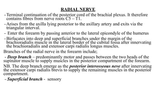 ANATOMY OF THE FOREARM a relevant insight | PDF