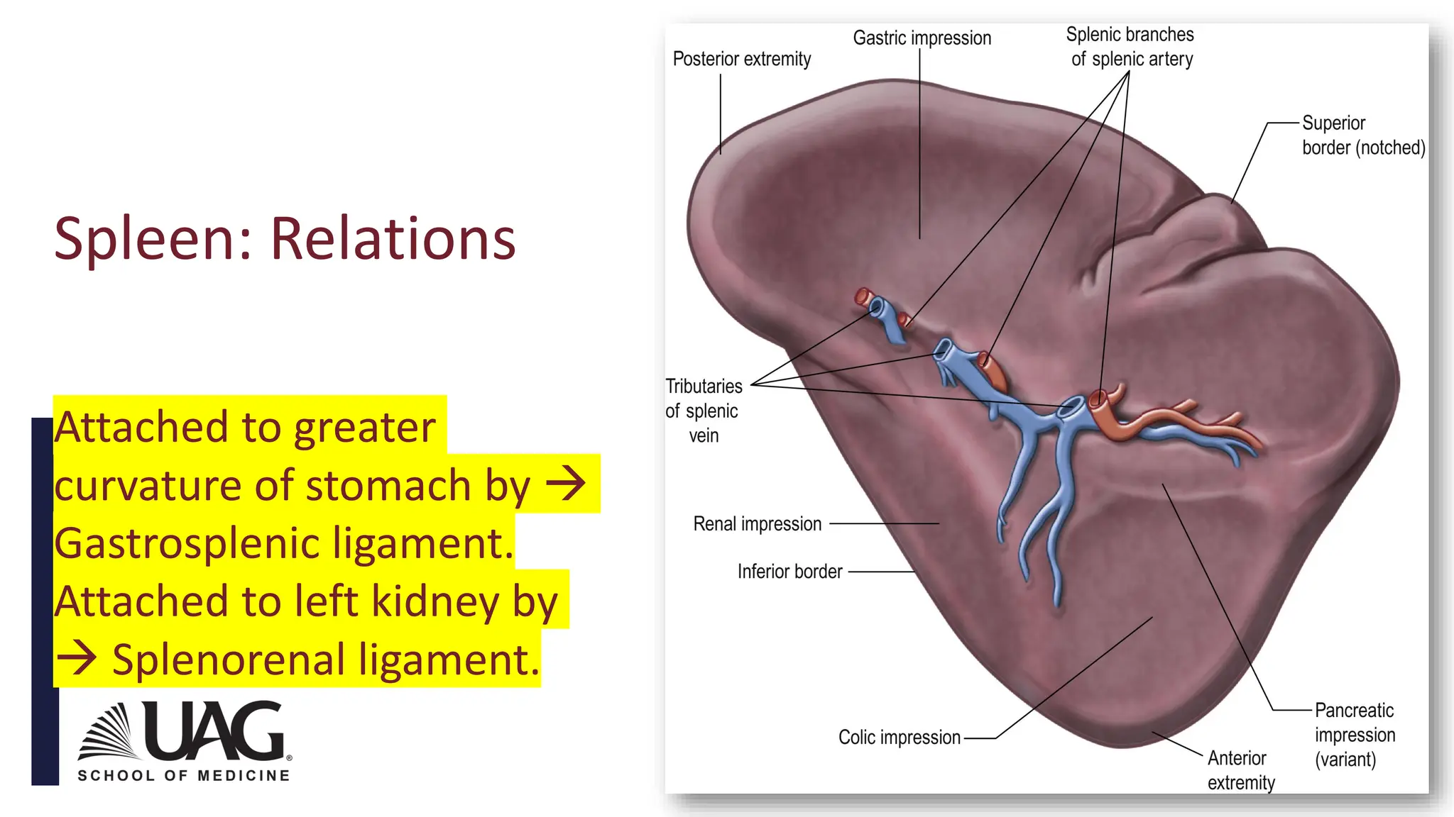 Anatomy of the GI Accesory Organs Fall 2024.pdf