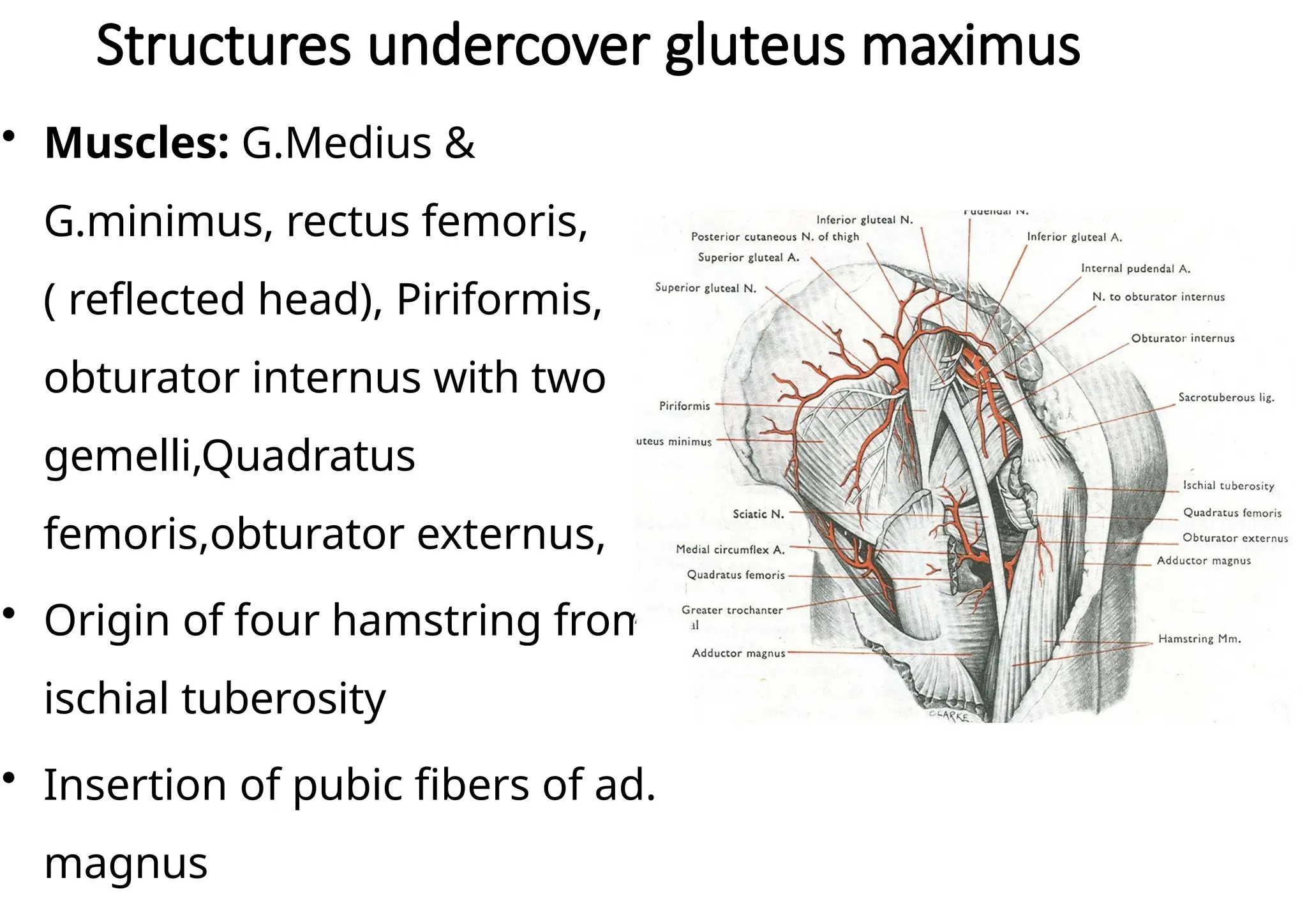 anatomy of the Gluteal region & back of the thigh | PPTX