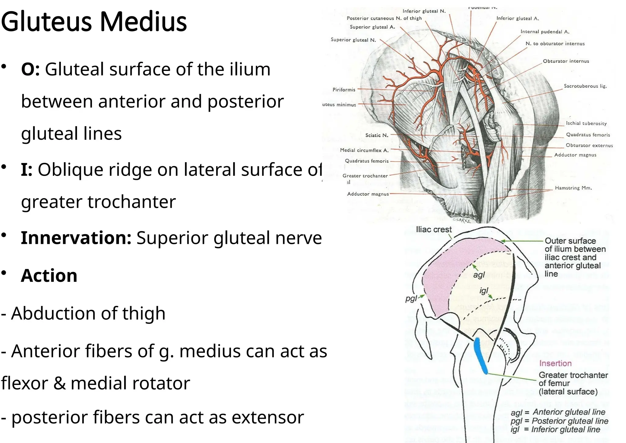 anatomy of the Gluteal region & back of the thigh | PPTX
