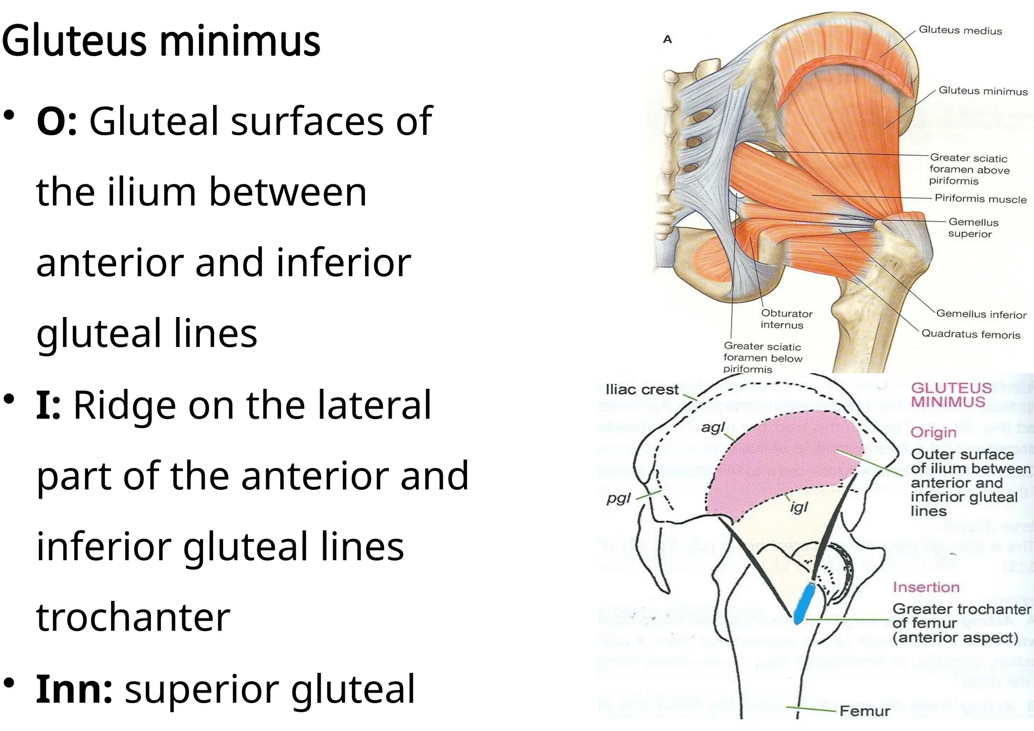anatomy of the Gluteal region & back of the thigh | PPTX