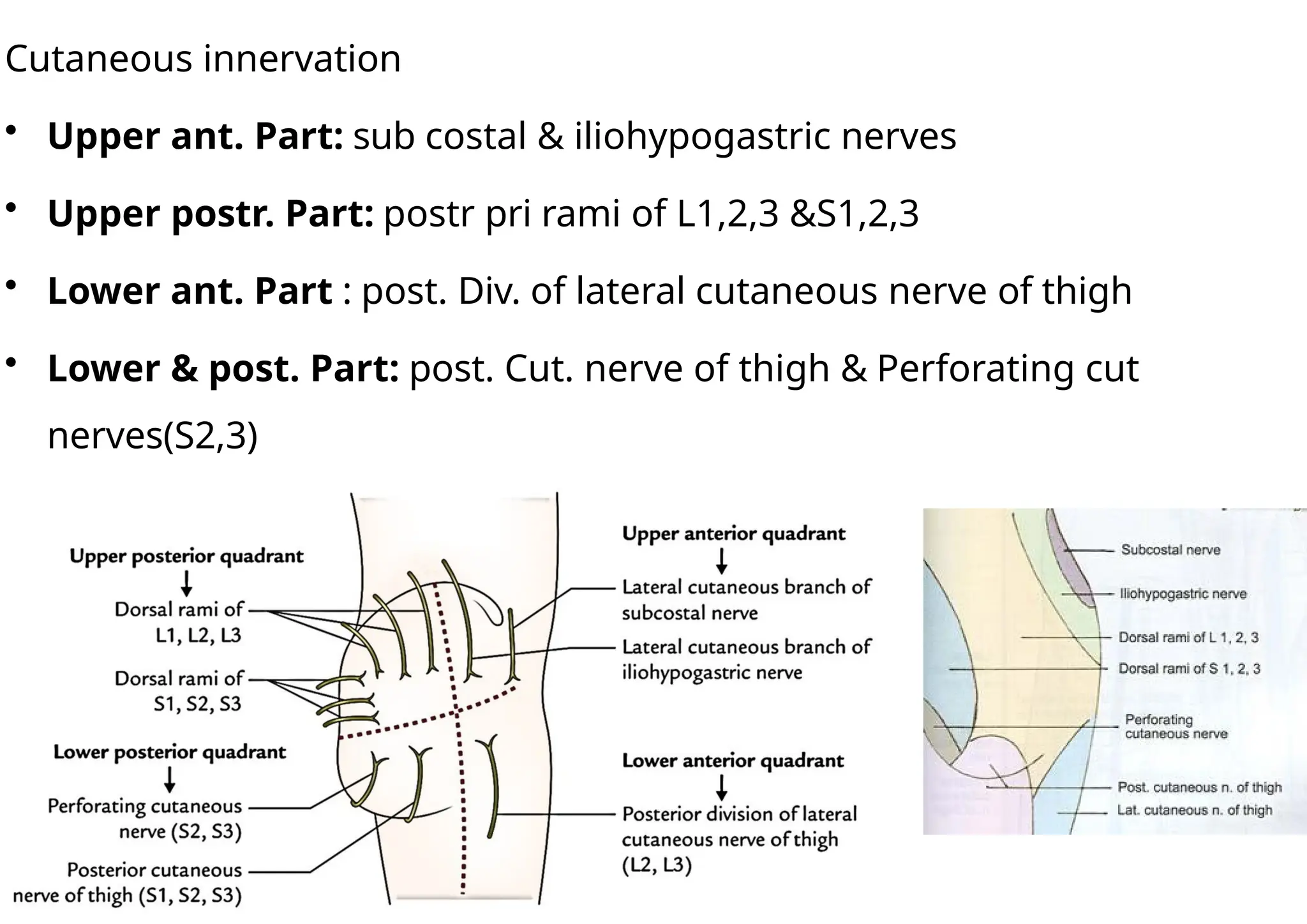 anatomy of the Gluteal region & back of the thigh | PPTX