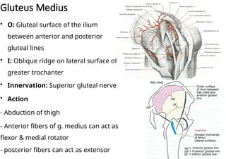 anatomy of the Gluteal region & back of the thigh | PPTX