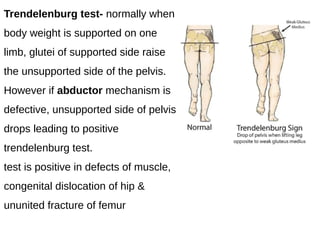 anatomy of the Gluteal region & back of the thigh | PPTX