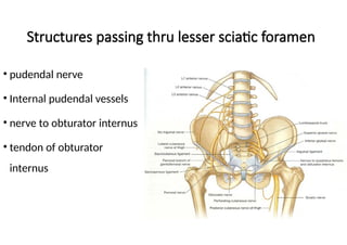 anatomy of the Gluteal region & back of the thigh | PPTX