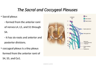 anatomy of the Gluteal region & back of the thigh | PPTX