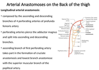 anatomy of the Gluteal region & back of the thigh | PPTX