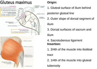 anatomy of the Gluteal region & back of the thigh | PPTX