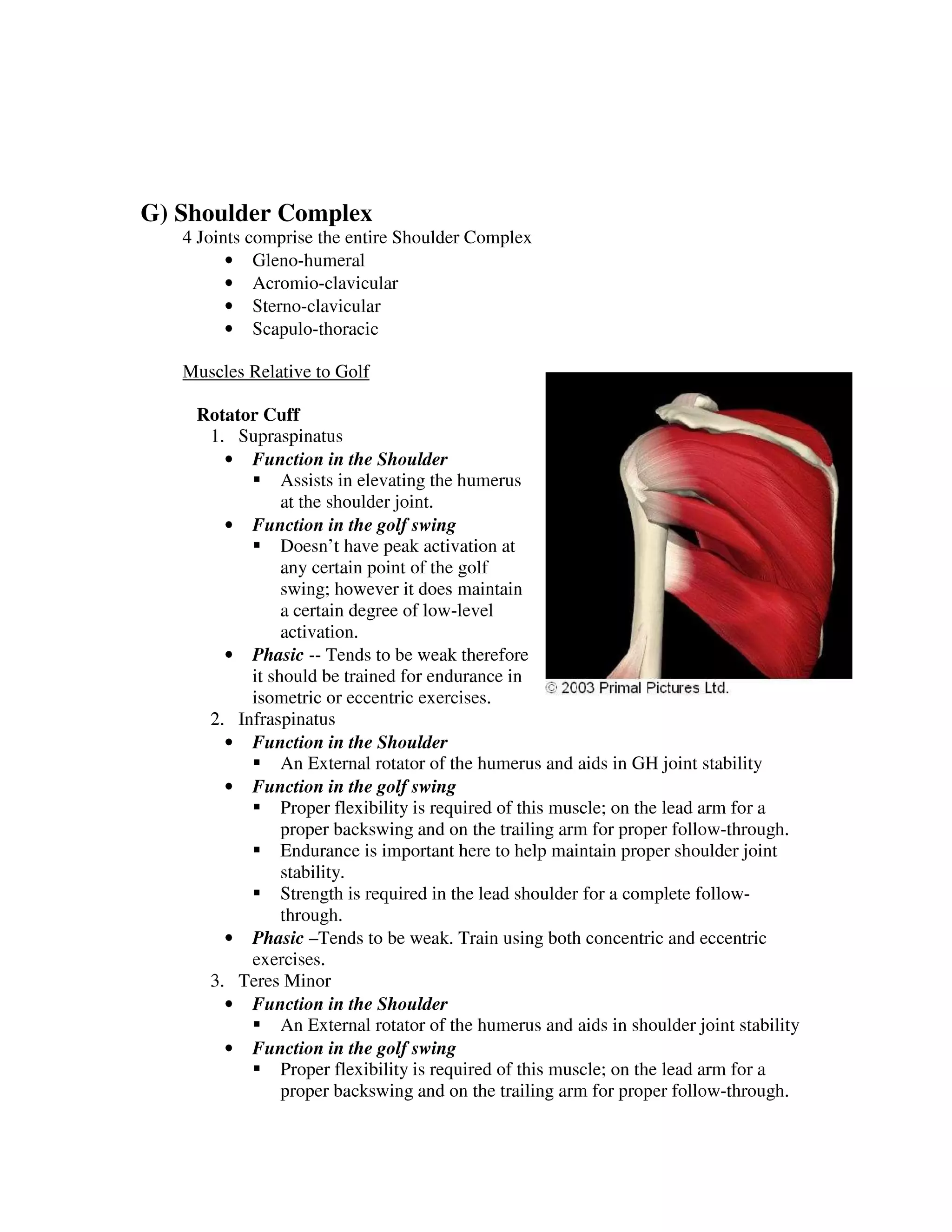 Anatomy of the Golf Swing for Trainers | PPTX
