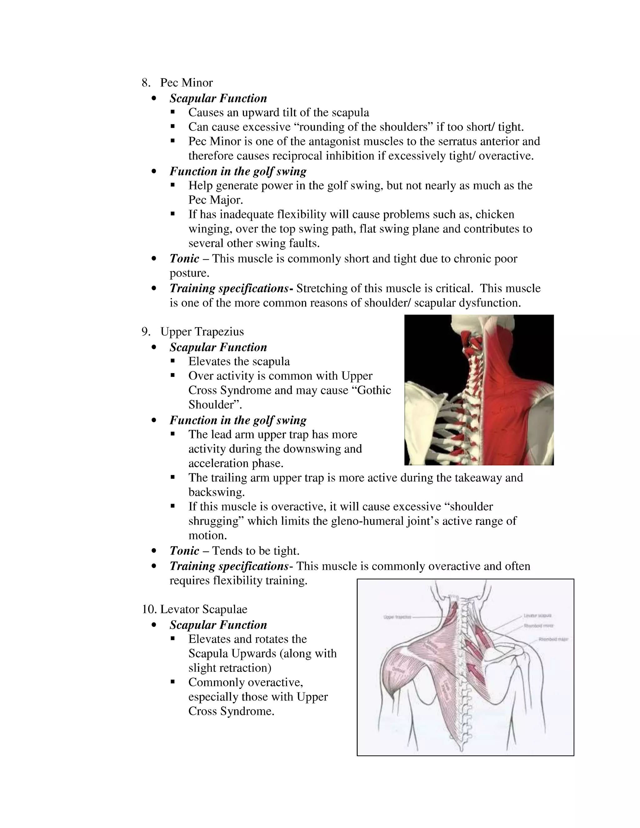 Anatomy of the Golf Swing for Trainers | PPTX