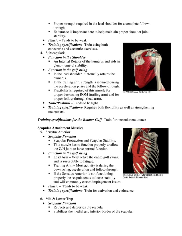 Anatomy of the Golf Swing for Trainers | PPTX