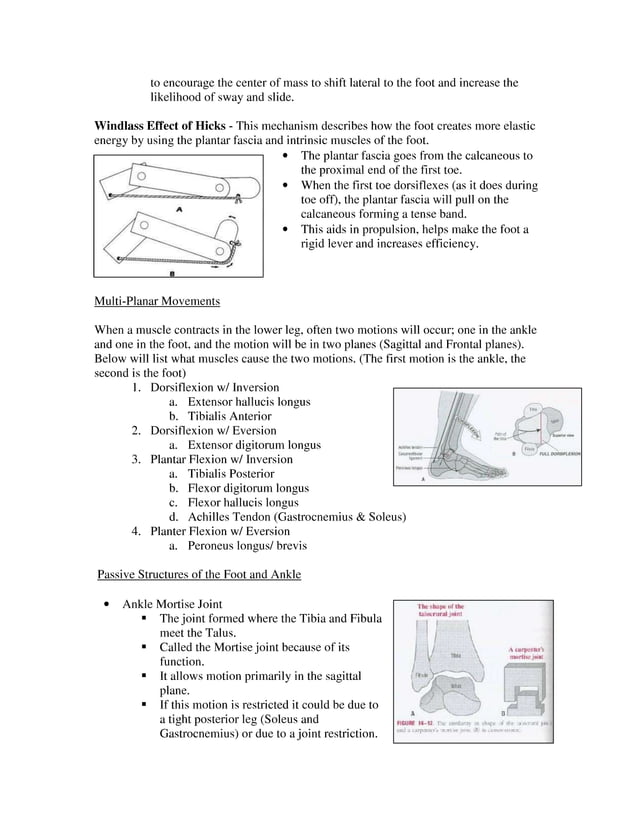 Anatomy of the Golf Swing for Trainers | PPTX