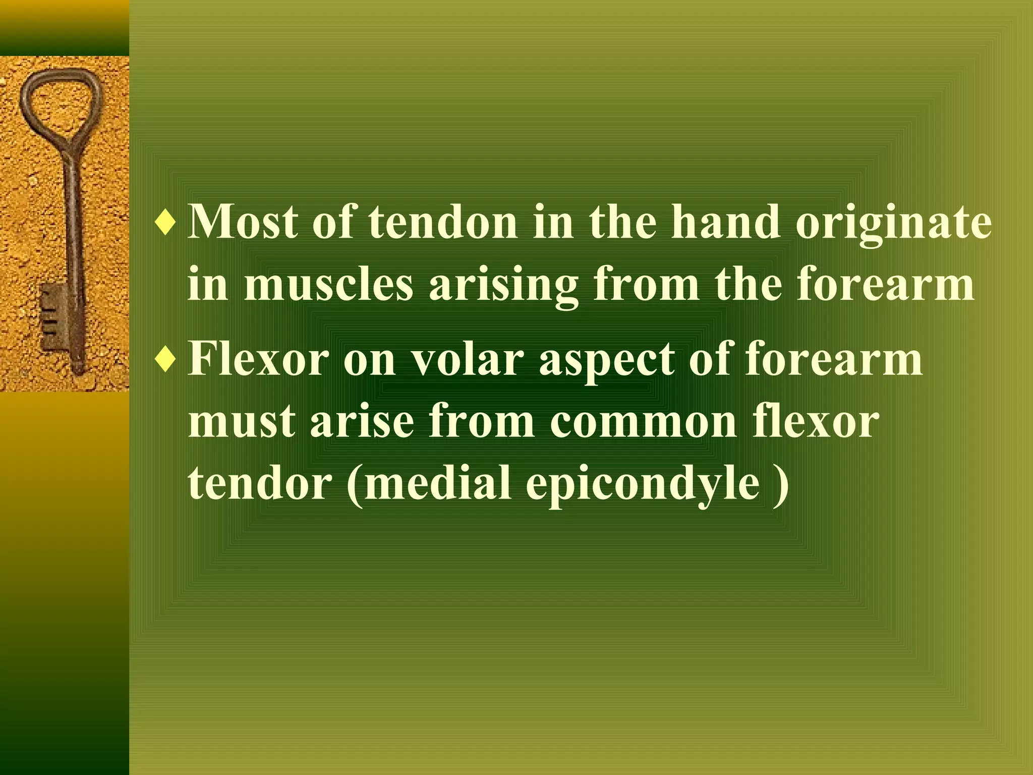 Anatomy of the hand | PPT