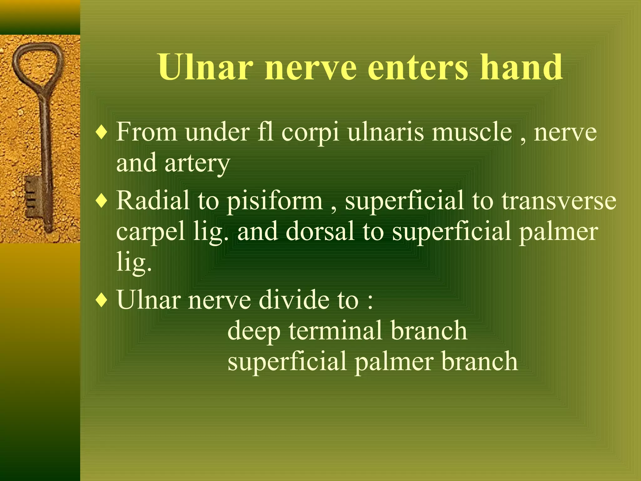 Anatomy of the hand | PPT