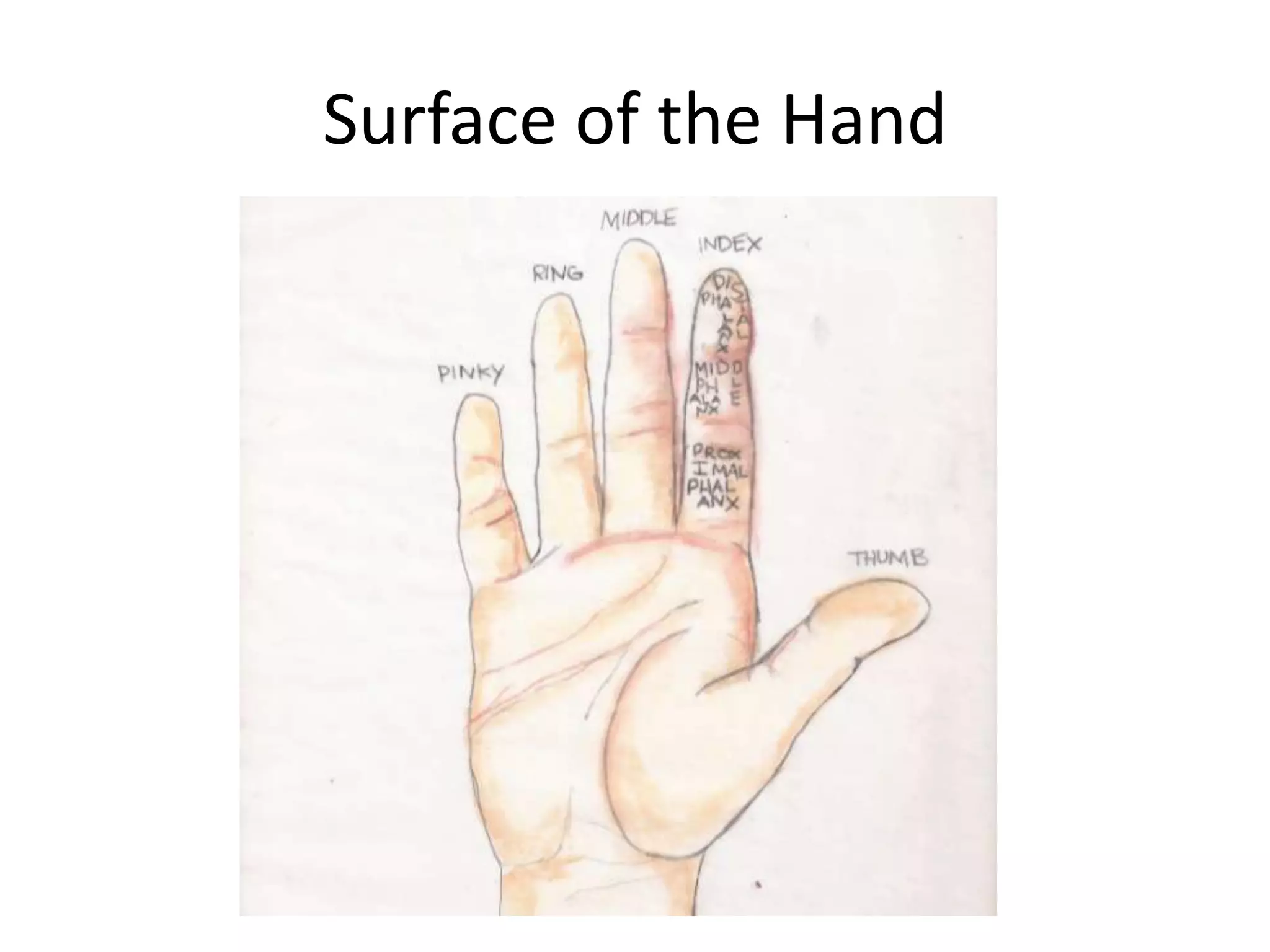 Anatomy of the hand | PPTX