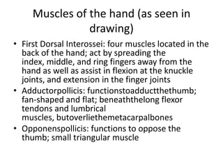 Anatomy of the hand | PPTX